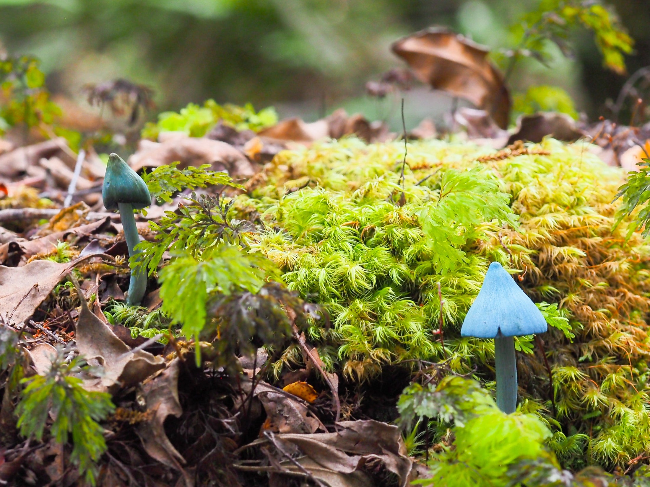 Discovering the Hidden World of New Zealand's Moss – Meena.nzcraft