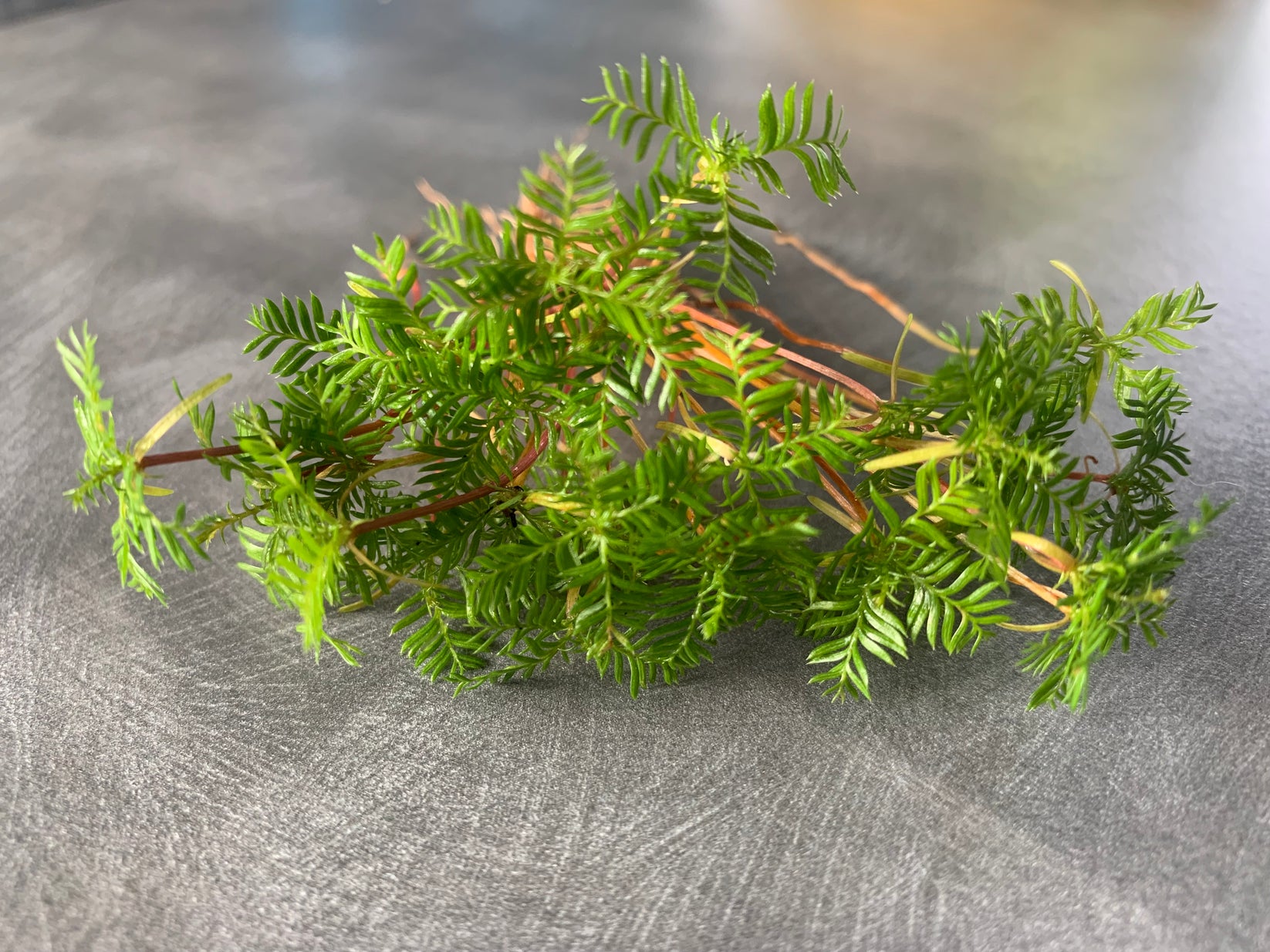 30 Kahikatea Seedlings (NZs Tallest Native Tree) – Meena.nzcraft