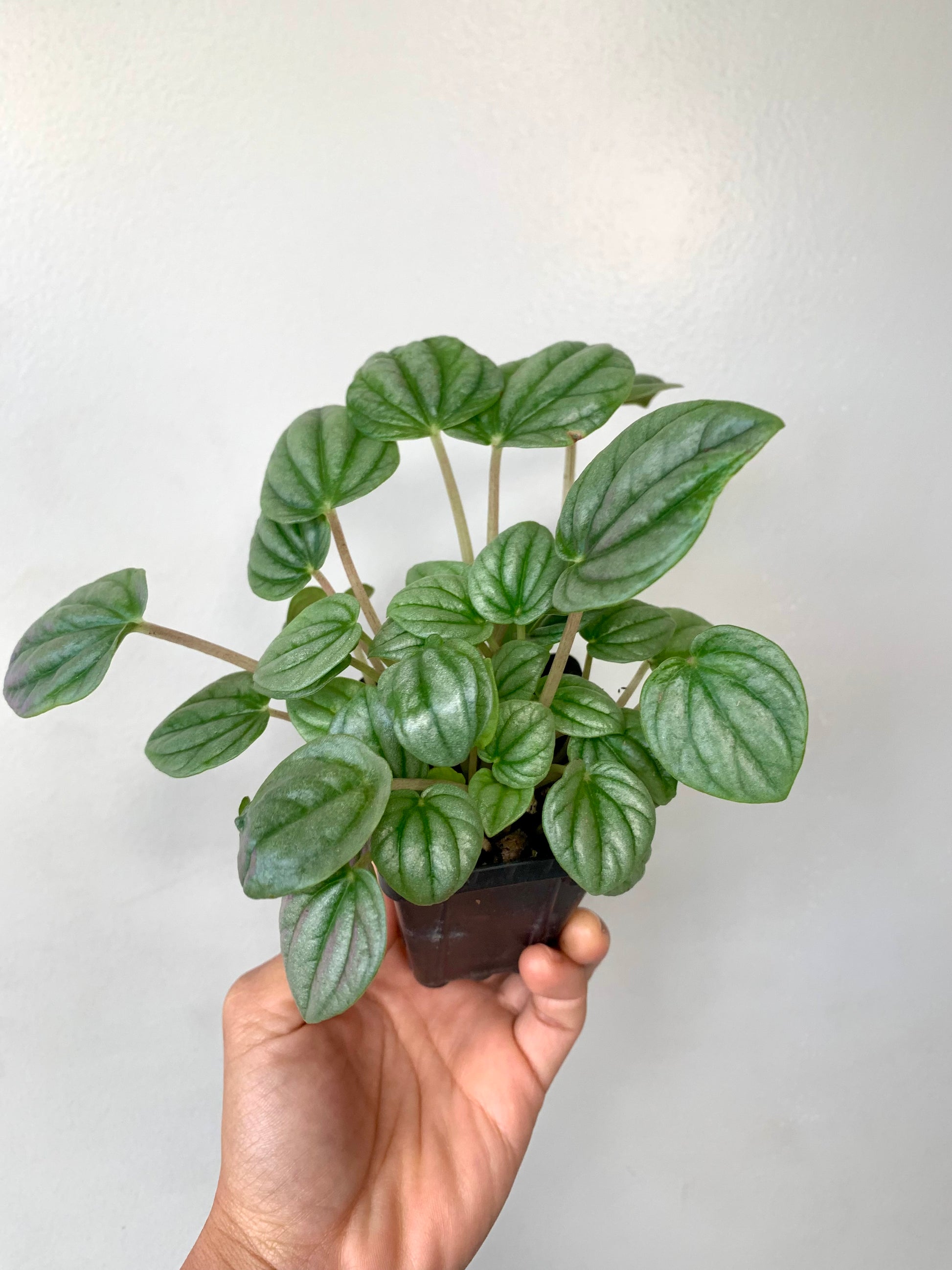 Peperomia Moonlight – Meena.nzcraft