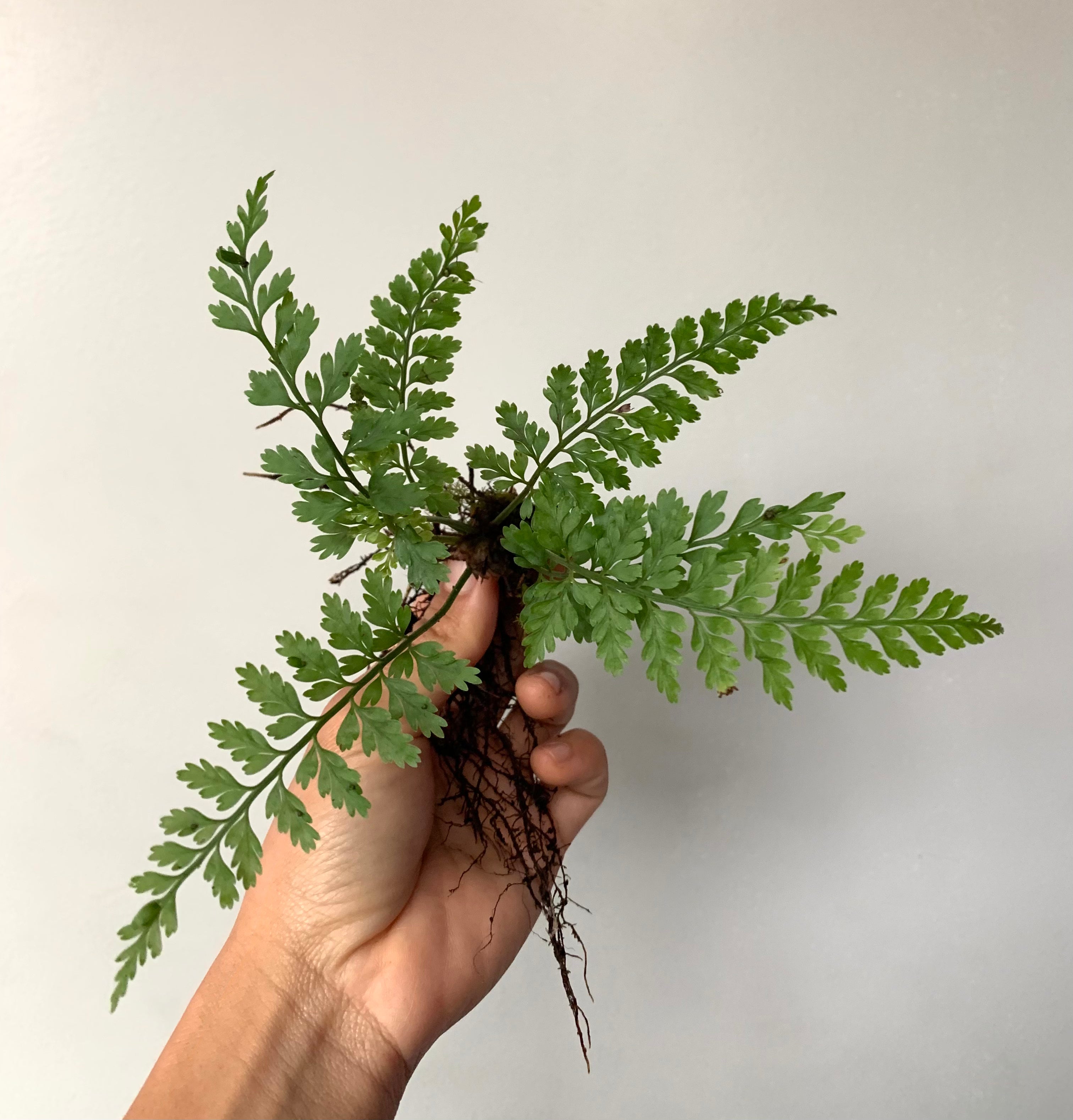 Hen & Chicken Fern (Asplenium bulbiferum) – Meena.nzcraft