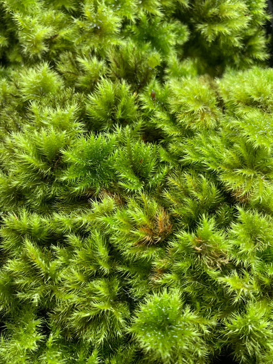 Terrarium Moss – Meena.nzcraft